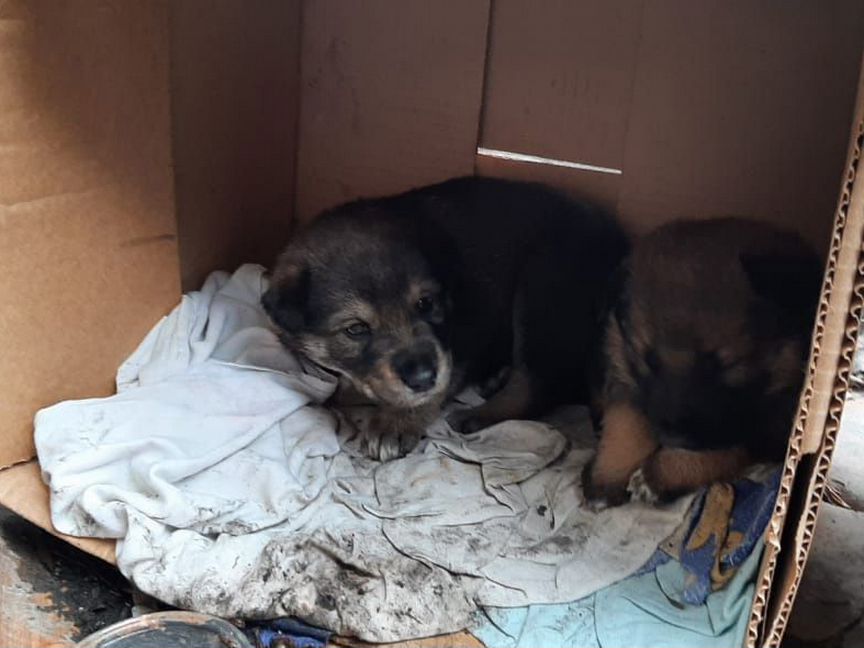 Щенки на улице мёрзнут. Ищем дом