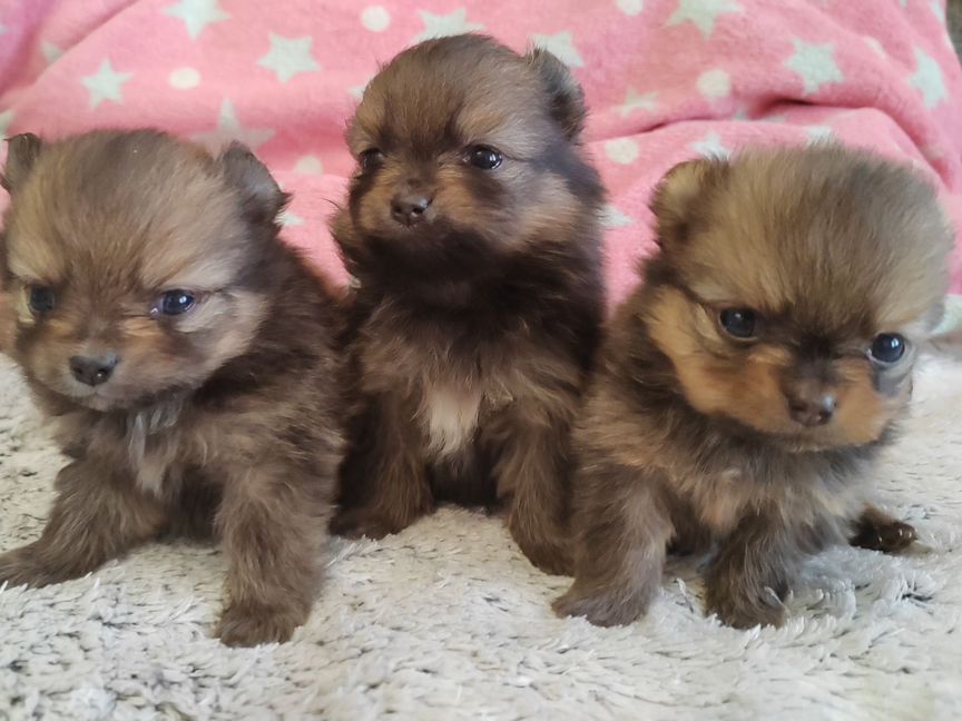 Мини шпиц щенки