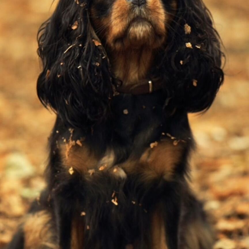 Подрощенная девочка Кавалерочка