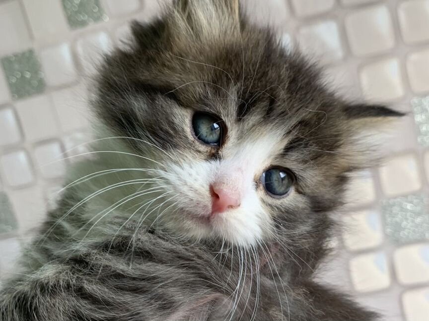 Кошки