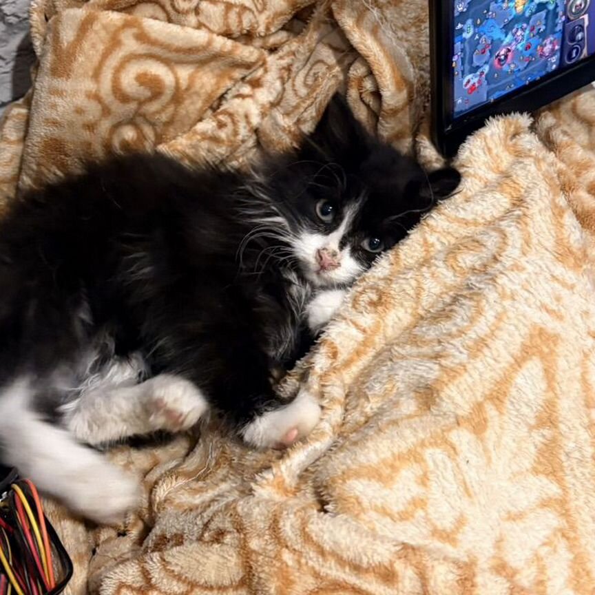 Котёнок в добрые руки