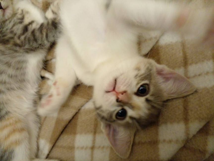 Юная кошка ищет дом