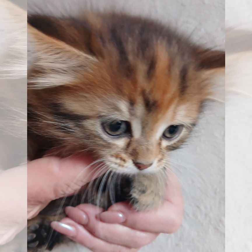 Котёнок в добрые руки