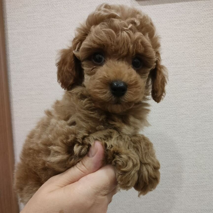 Той-пудель, щенок