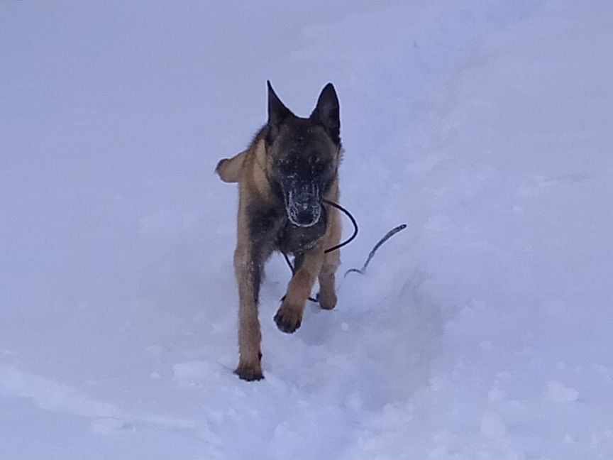 Собака малинуа