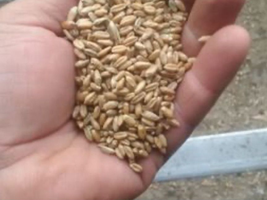 Зерновые отходы