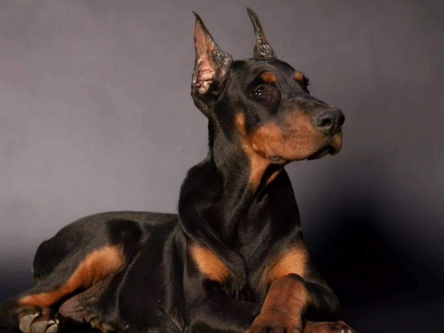 Щенки добермана