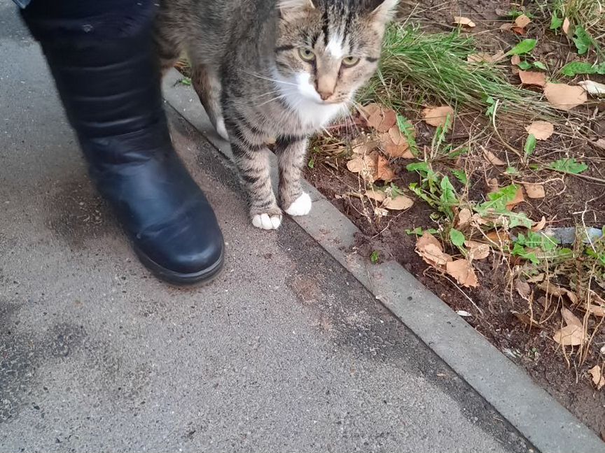 Васятка ласковый котик