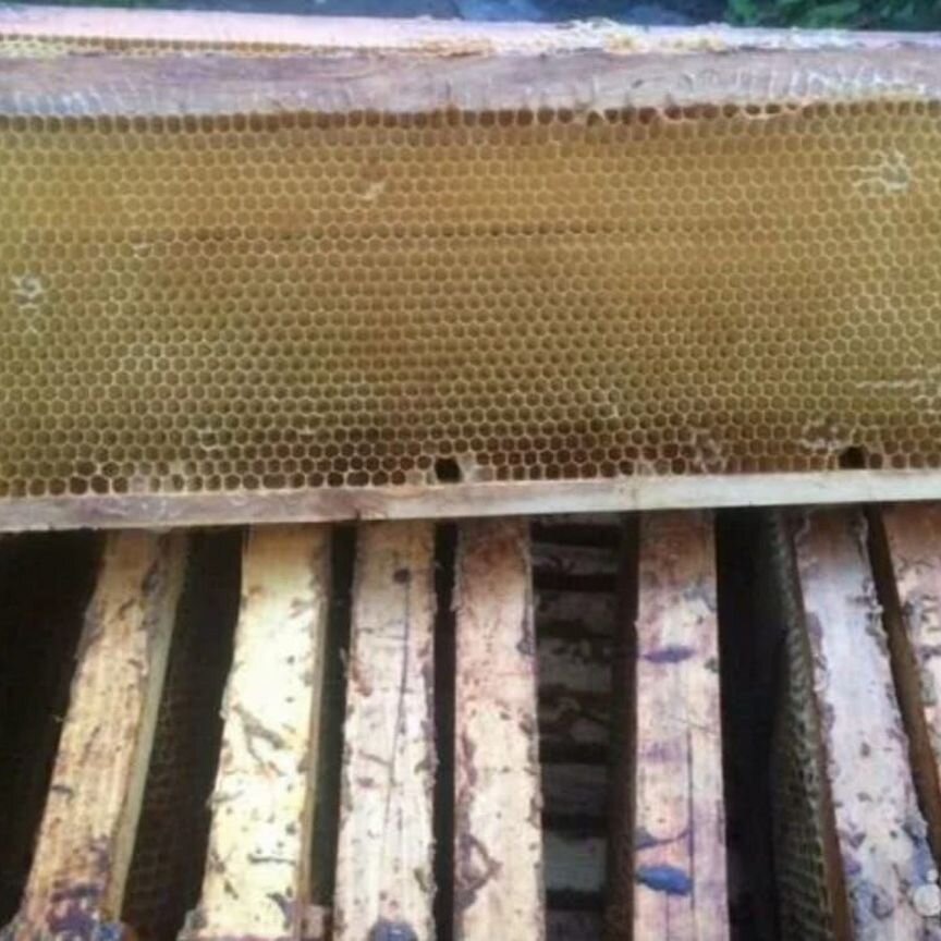 Рамки с сушью