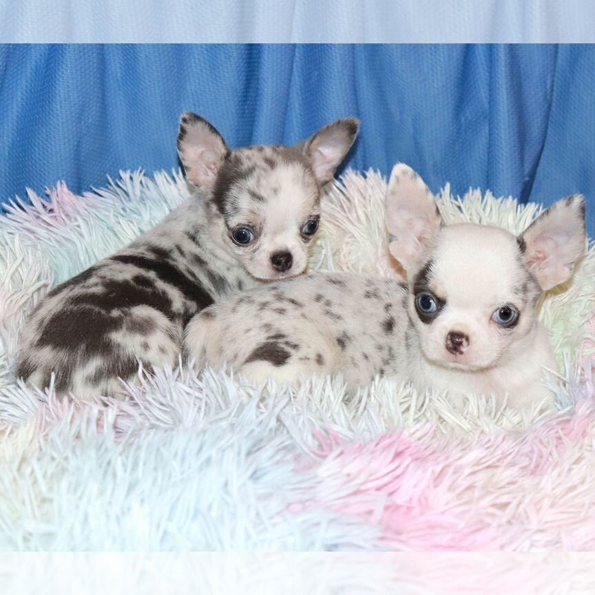 Шикарные Мраморные чихуахуа с доcтавкoй и видео