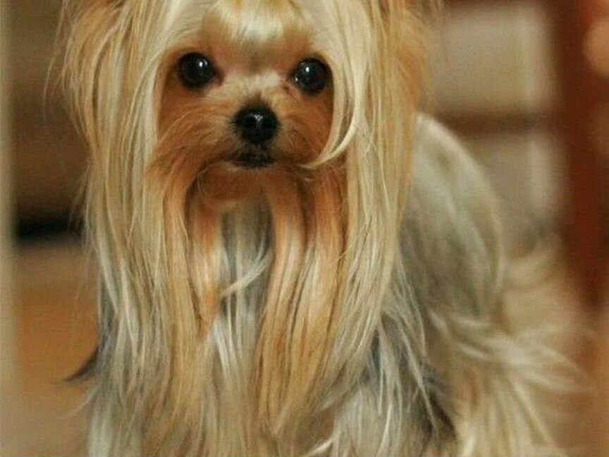 Йоркширский терьер мини беби фейс