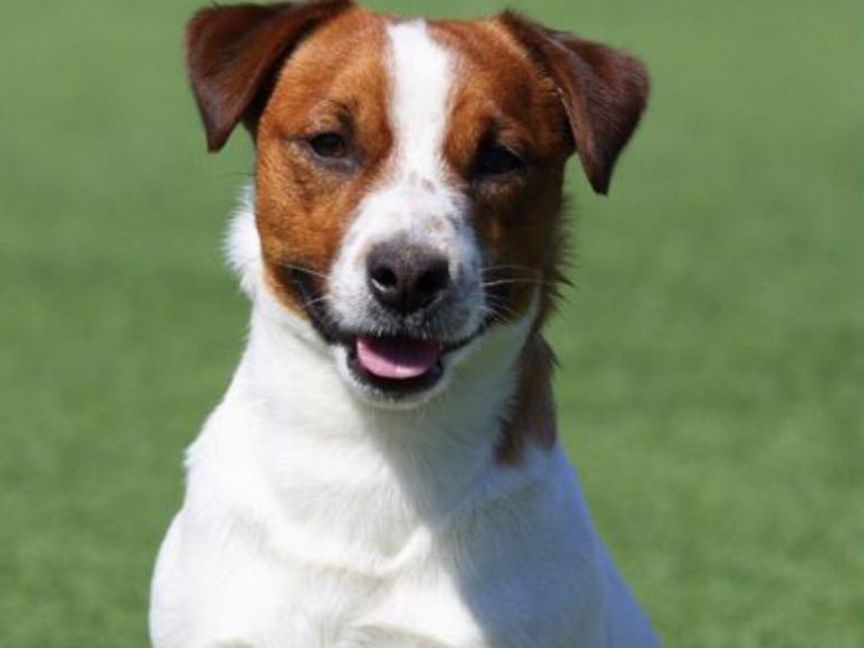 Кобели для вязки Джек Рассел терьер