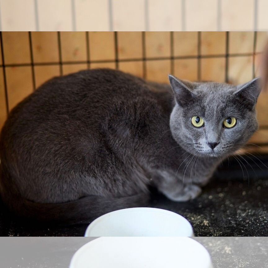 Взрослый кот в добрые руки