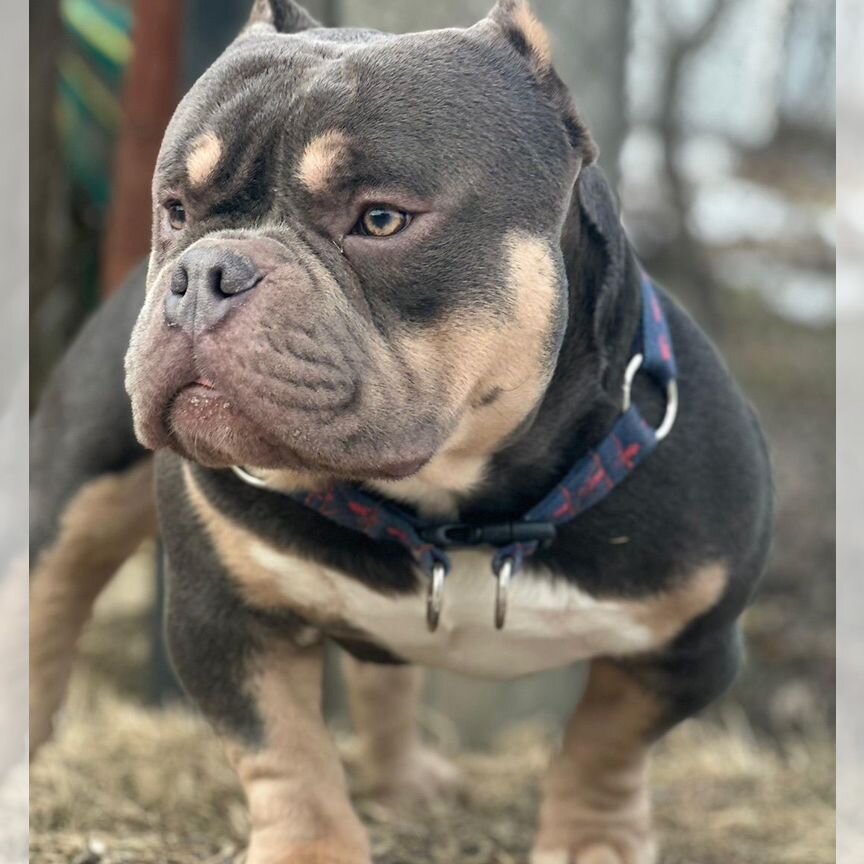 Американский булли кобель вязка