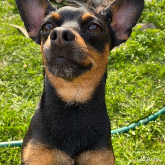 Вязка цвергпинчер