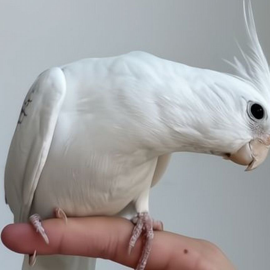 Попугай корелла от говорящих родителей