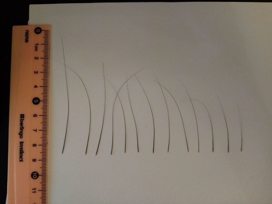 Вибриссы (усы) кошки