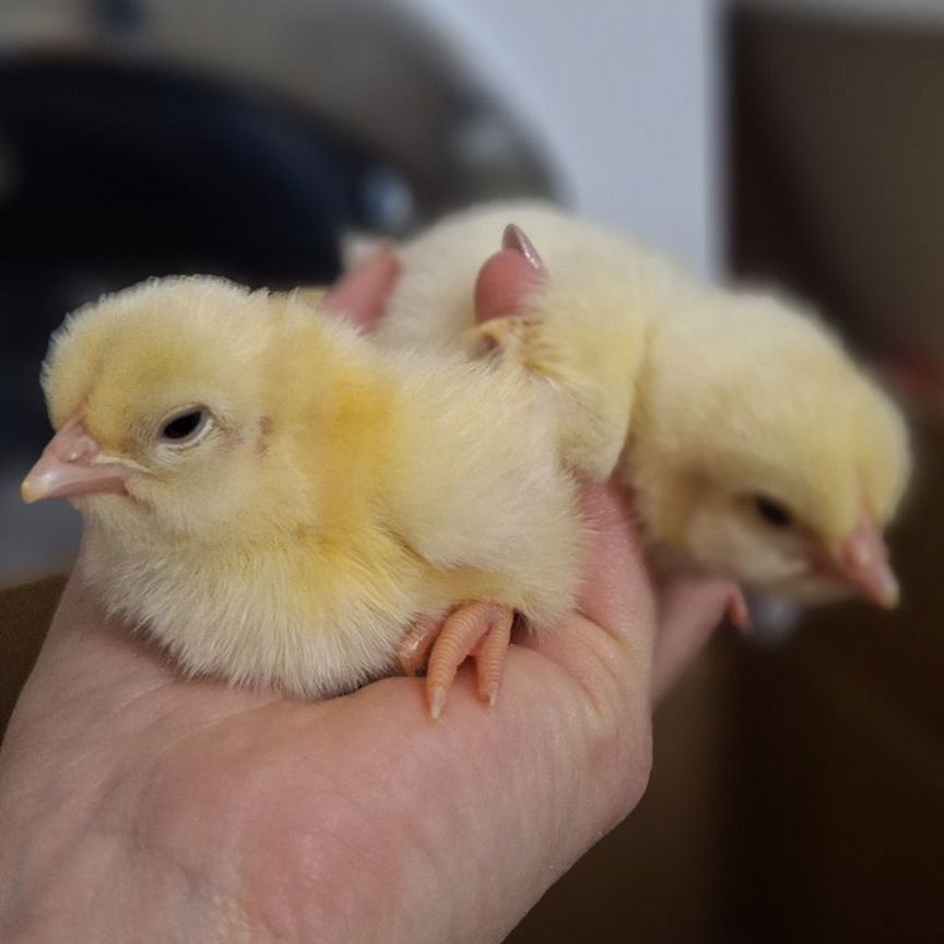 Ломан браун петухи