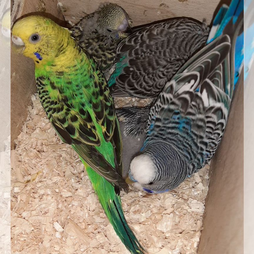 Волнистые попугаи