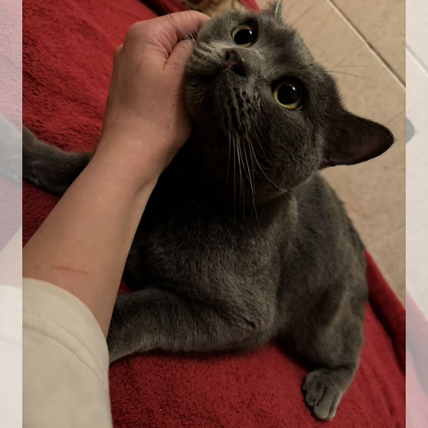 Британский короткошёрстный, взрослый кот