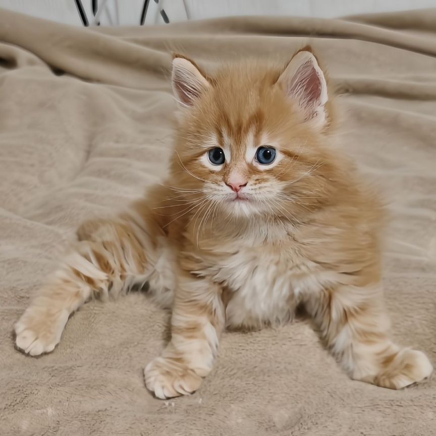 Мейн-кун котёнок