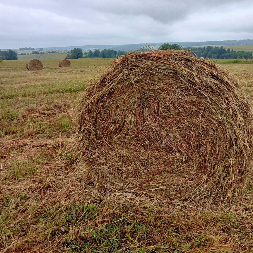 Продам сено в рулонах