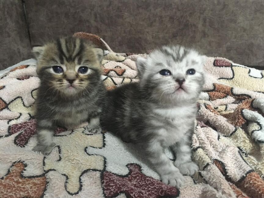 Шотландские вислоухие котята