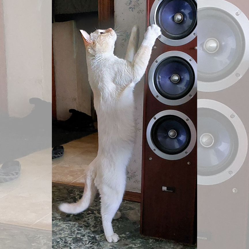 Кот для вязки