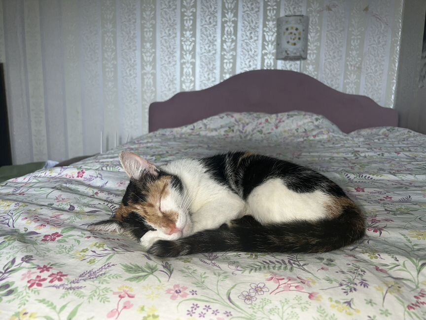 Кошечка молодая ищет дом