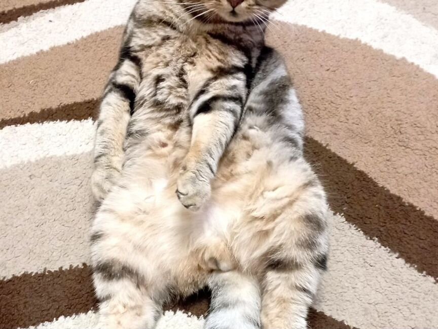 Отдам в дар котика