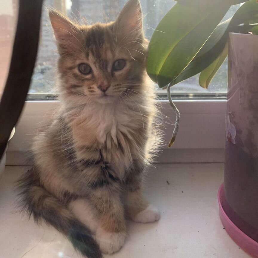 Котята