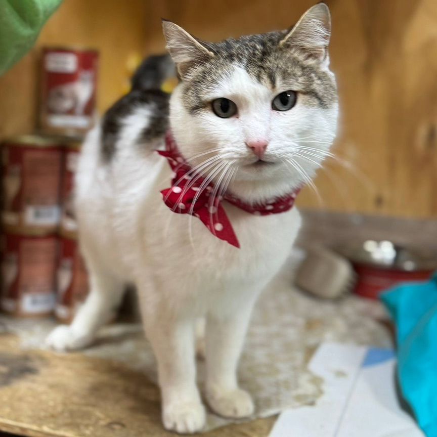 Взрослый кот в добрые руки