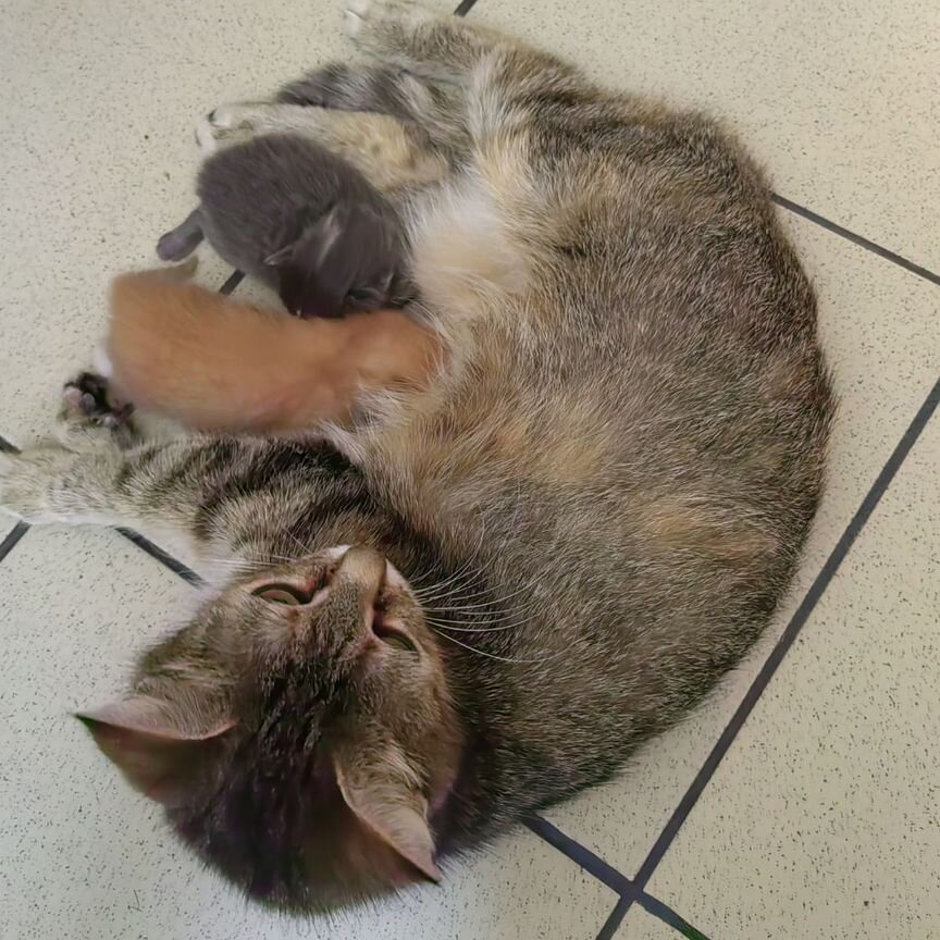 Котёнок в добрые руки