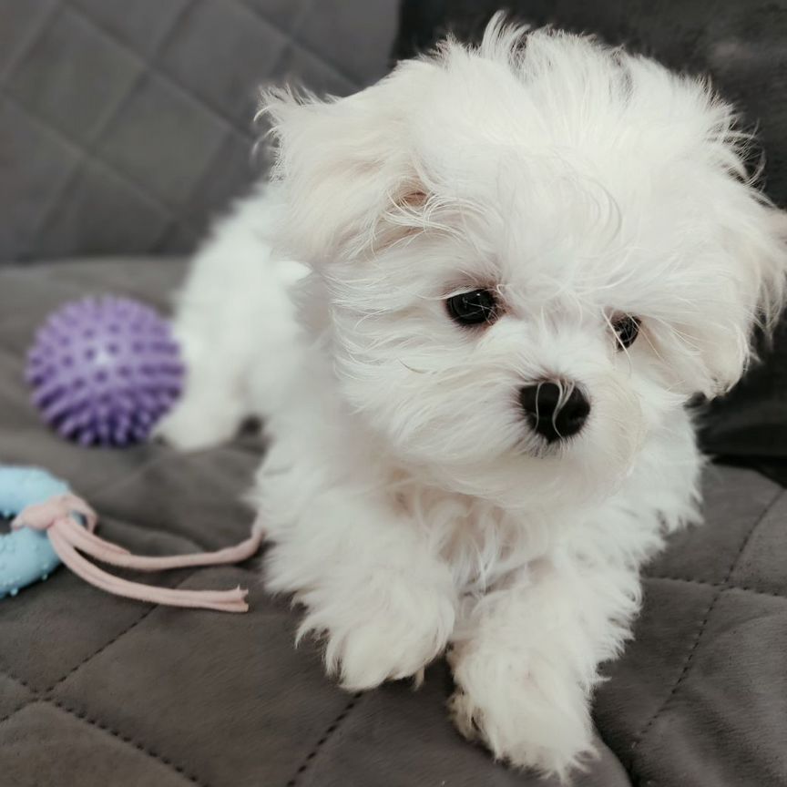 Мальтийская болонка, щенок