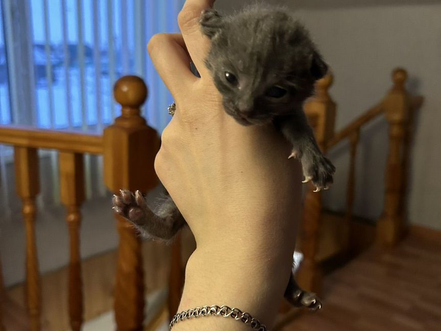 Котята отдам