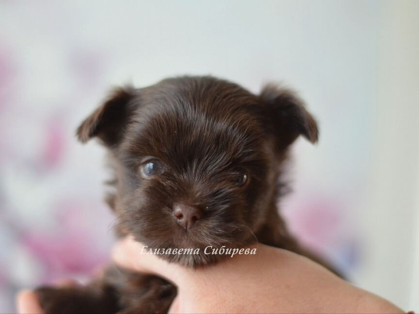 Шоколадный йорк некрупная девочка
