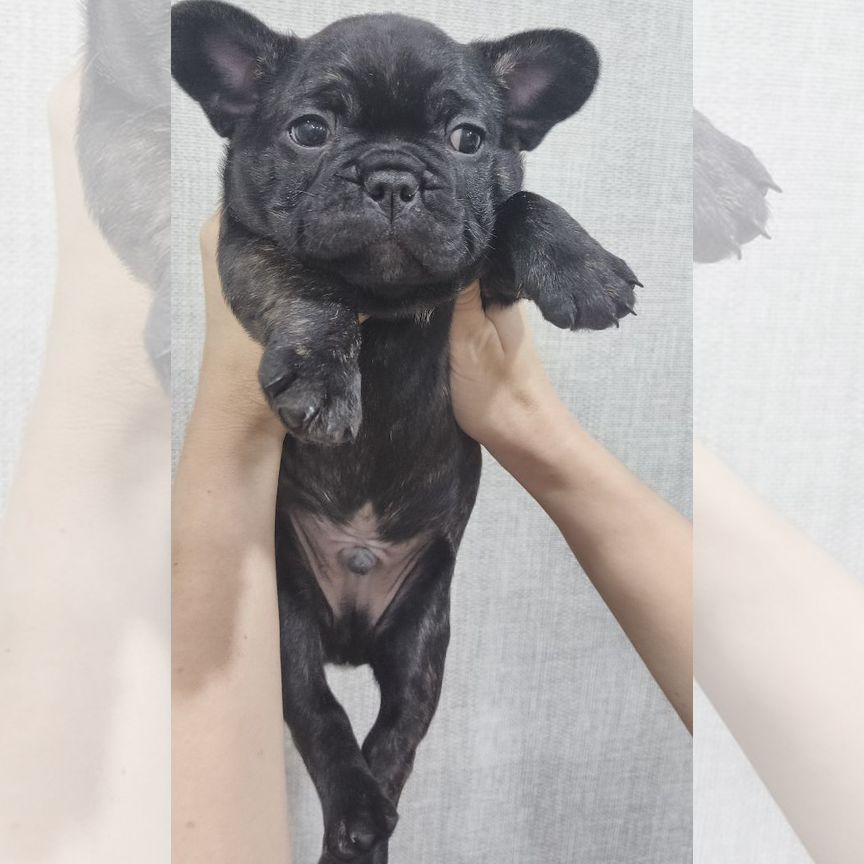 Французский бульдог, щенок