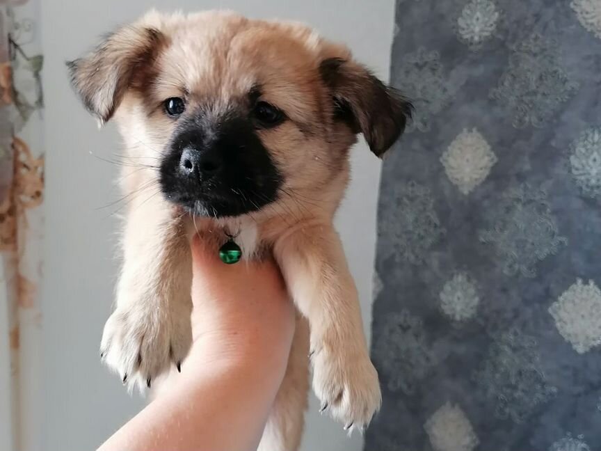 Маленькая собака