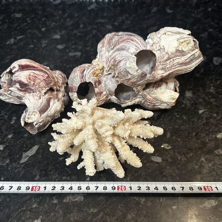 Живые кораллы