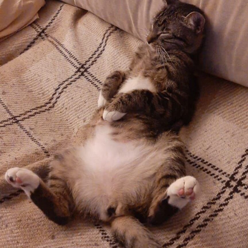 Вязка кошки
