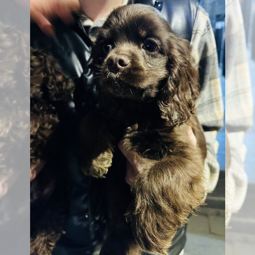 Английский кокер-спаниель, щенок