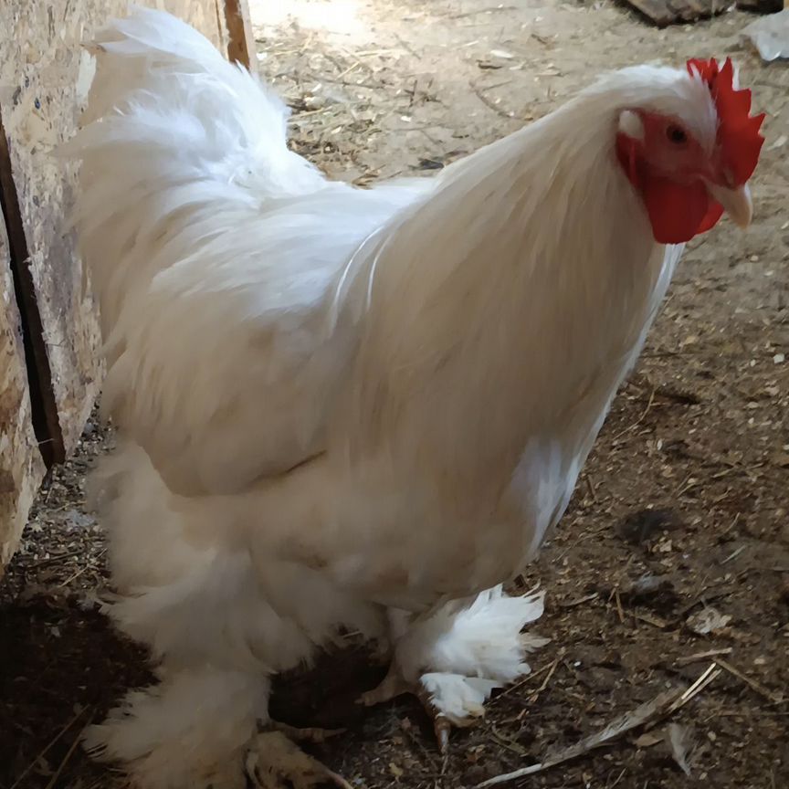 Петух кохинхин, брама