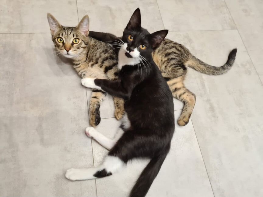 Котята в добрые руки даром