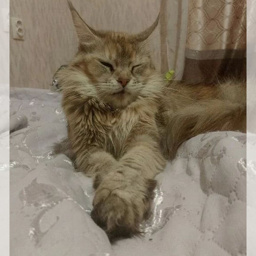 Мейн-кун, взрослая кошка
