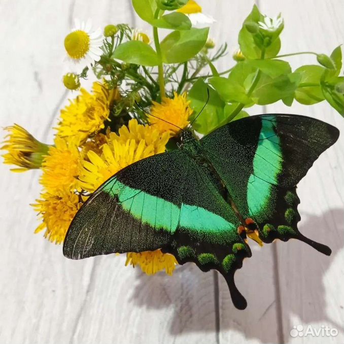 Ферма тропических бабочек