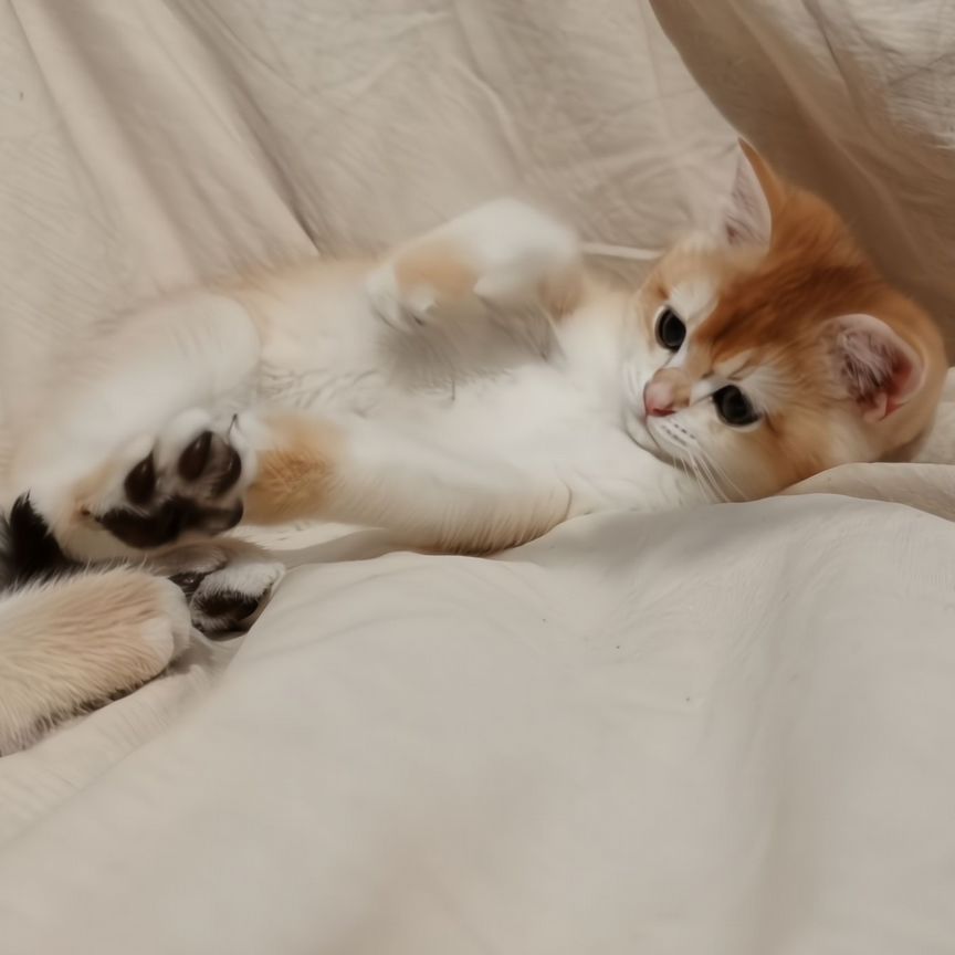 Британский короткошёрстный котёнок