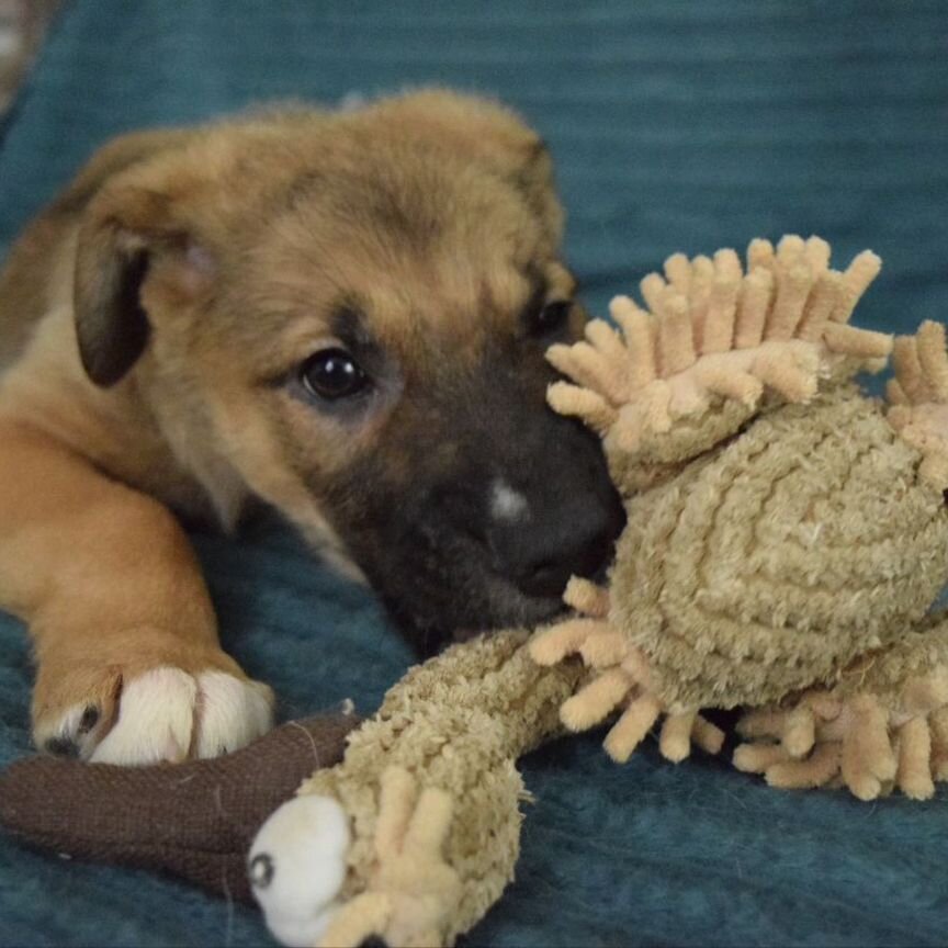 Щенок в добрые руки бесплатно