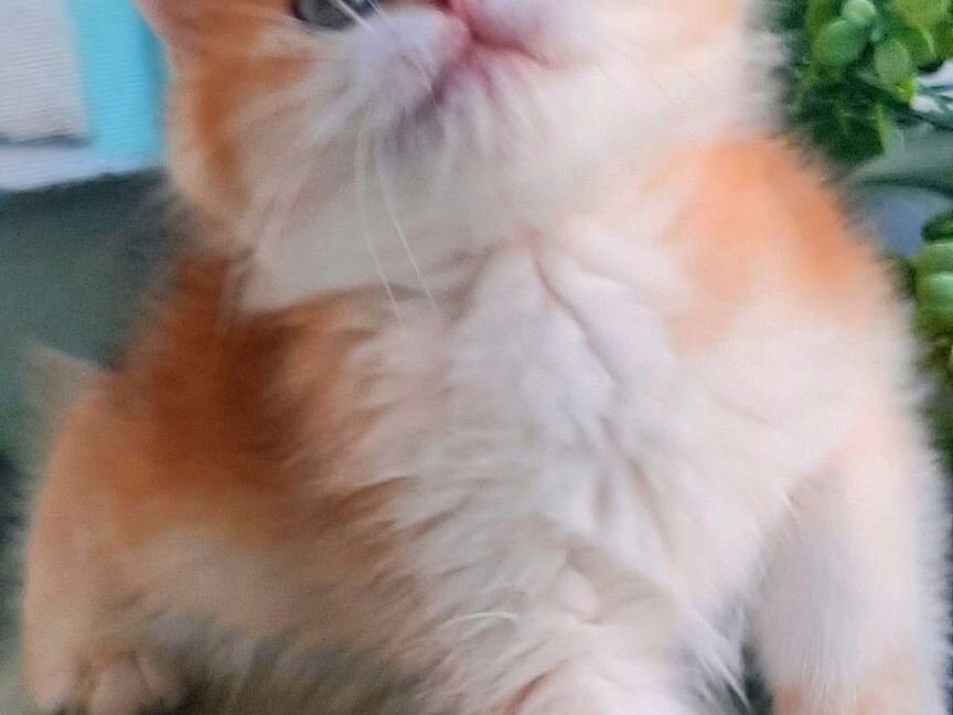 Золотая британская шиншилла ny12