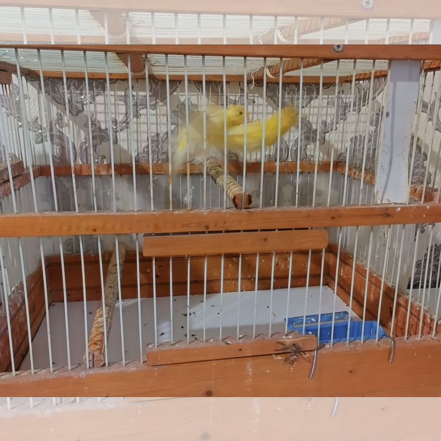 Кенара и канарейки