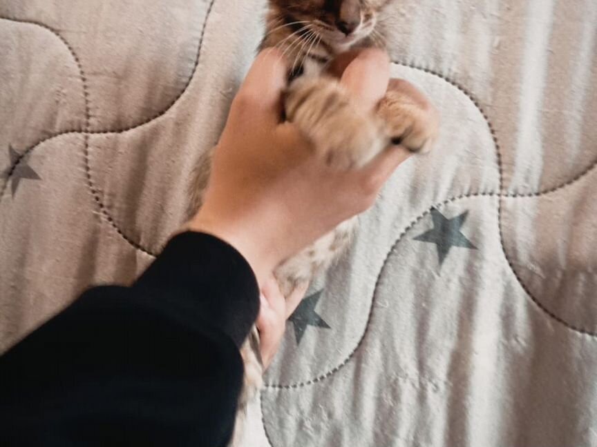 Котята бенгальской породы